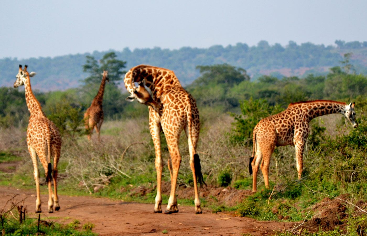7 Days Best of Rwanda Safari - Primal Pathways Safaris