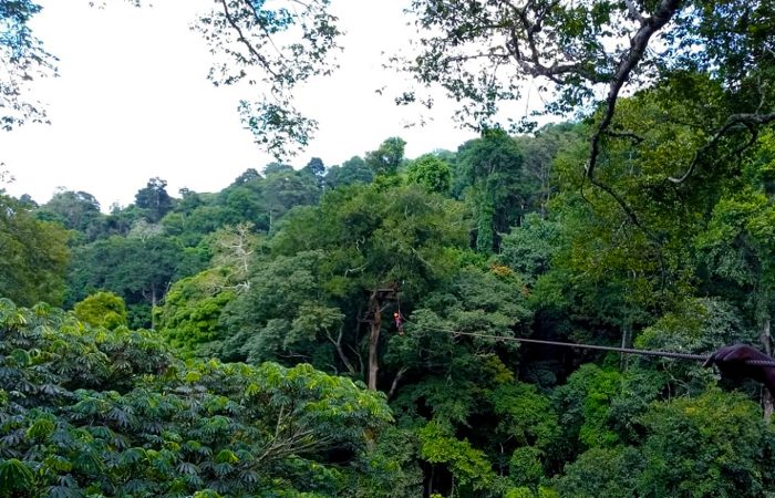 Mabira Forest - Primal Pathways Safaris